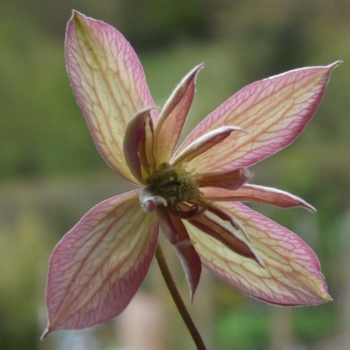 Clematis Montana 'Marjorie' - MoonGarden