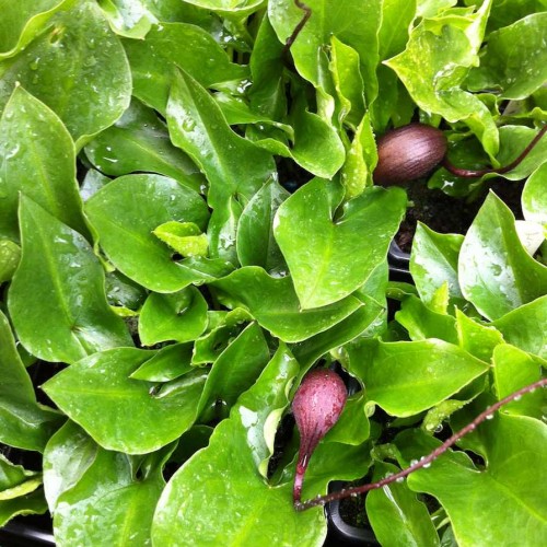 Arisarum proboscideum - MoonGarden
