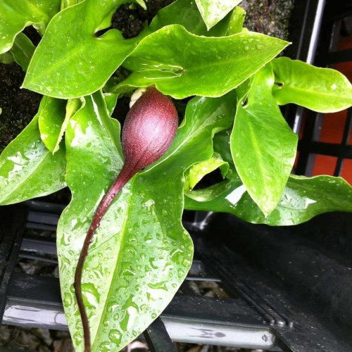 Arisarum proboscideum - MoonGarden