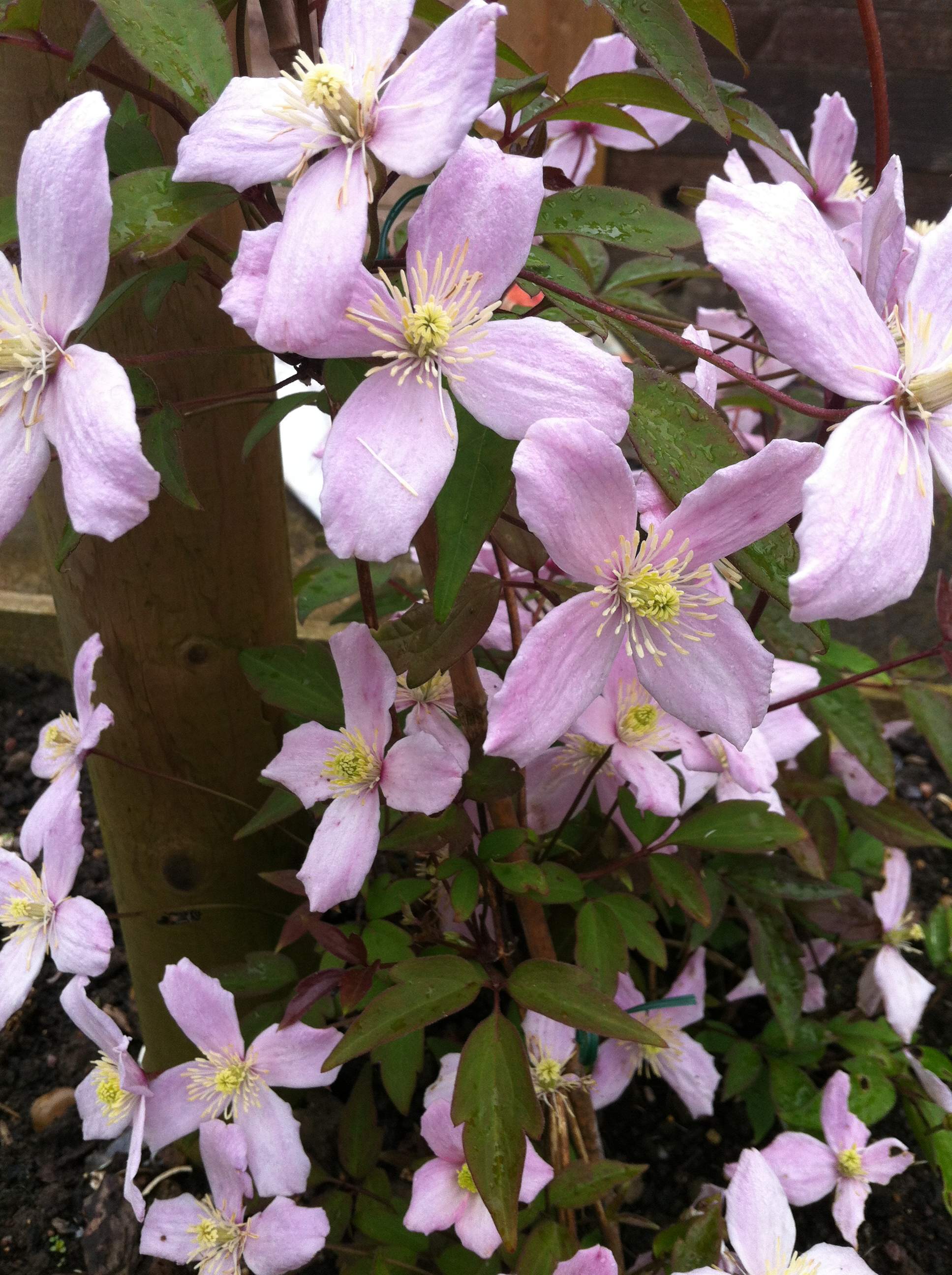 Clematis Montana 'Elizabeth' - MoonGarden