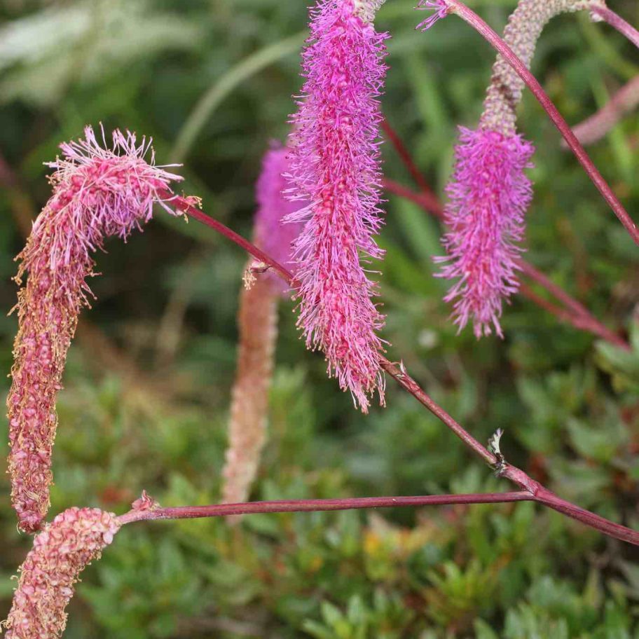 Sanguisorba hakusanensis Lilac Squirrel - MoonGarden