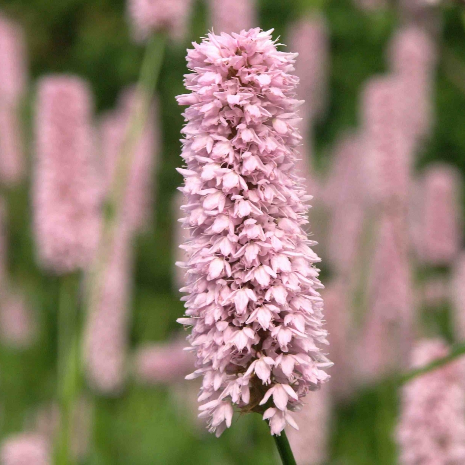 Persicaria bistorta 'Superba' - MoonGarden