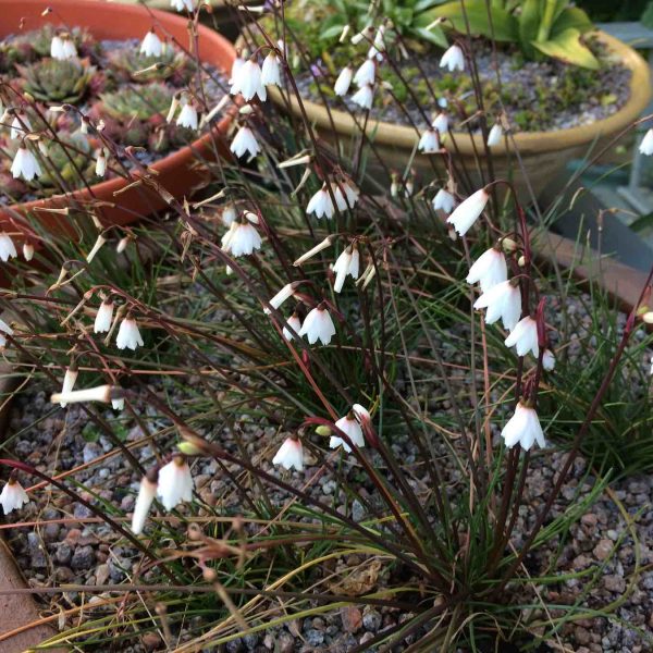 Leucojum autumnale (Acis autumnalis) - MoonGarden