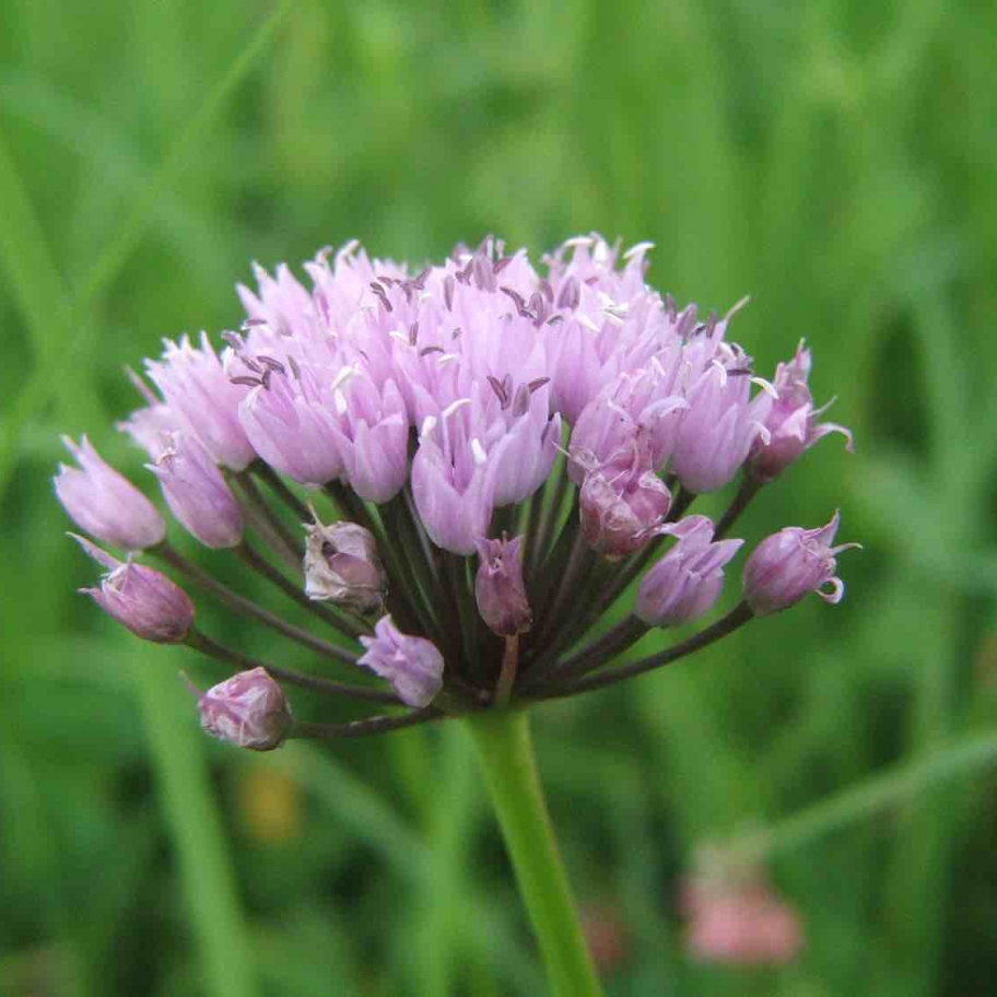 Allium angulosum - MoonGarden
