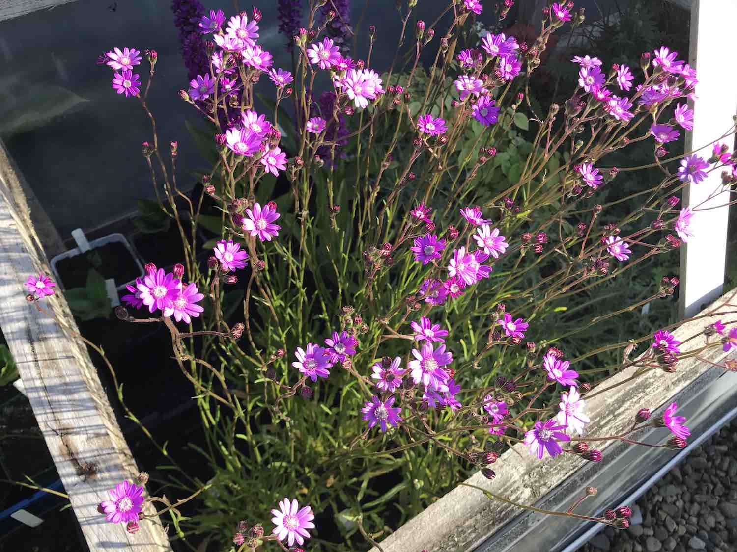 Flowering now, June 15th 2021 - MoonGarden